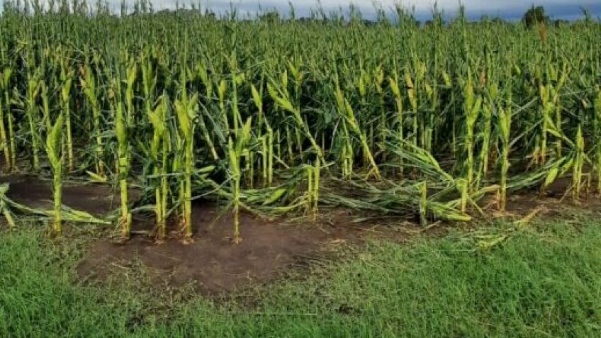 35 000 Hectáreas Con Cultivos Y Pasturas Fueron Destruídas Por Piedra Y