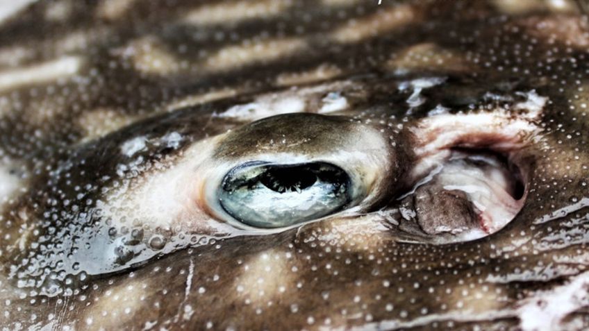 Descubren que la raya "hocicuda" que habita en el Mar Argentina en ...